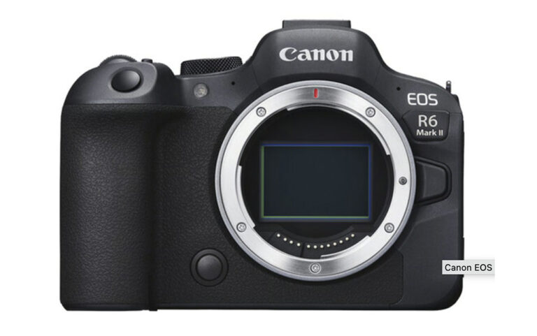 7 Best Cameras for Wildlife Photography