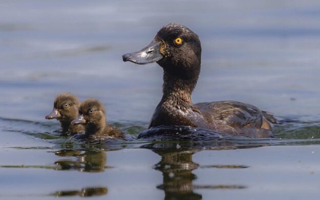 7 Best Cameras for Wildlife Photography