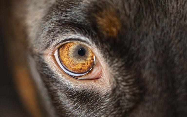 AI in Photography: How Photographers Use Artificial Intelligence