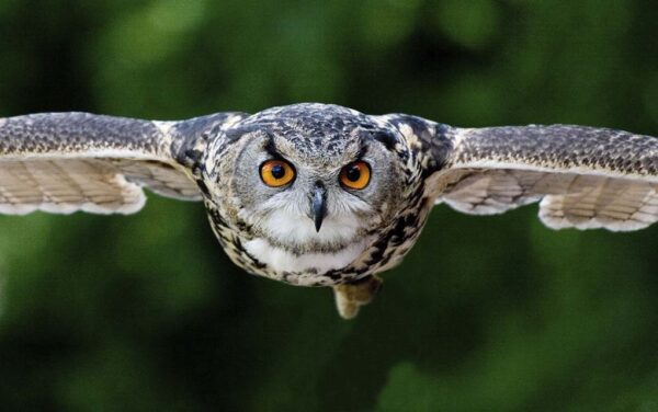 7 Best Cameras for Wildlife Photography