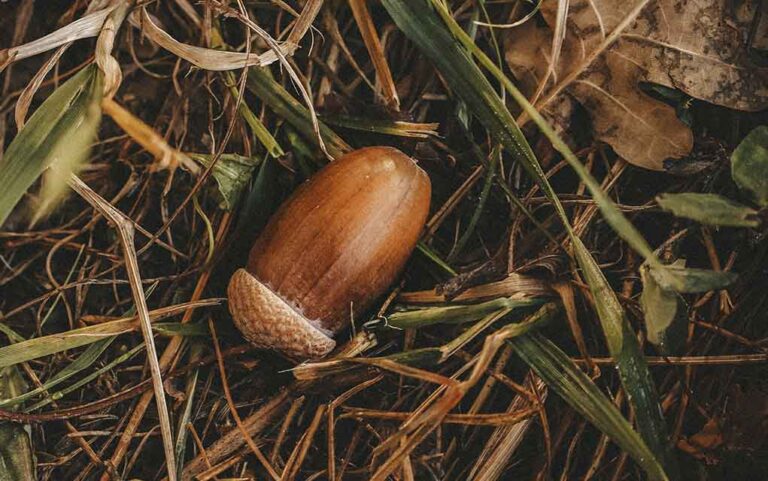 Autumn Photography: 19 Tips for Success