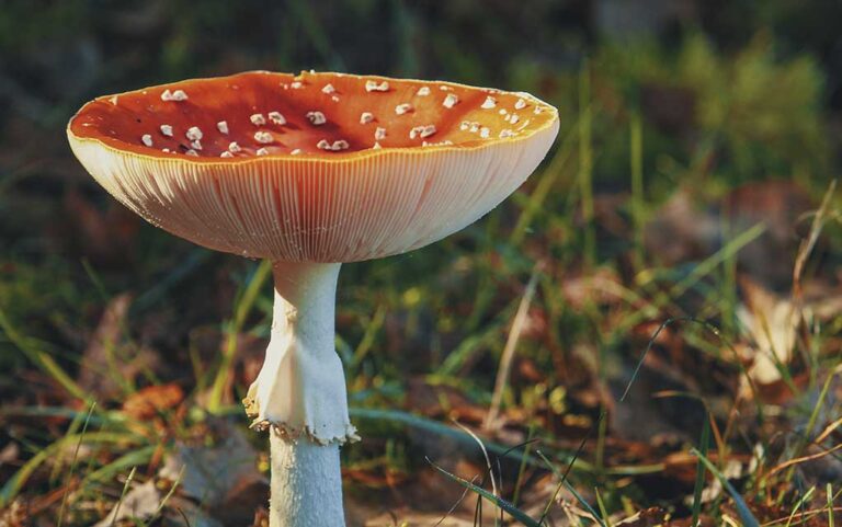 6 Tips to Maximize Image Quality