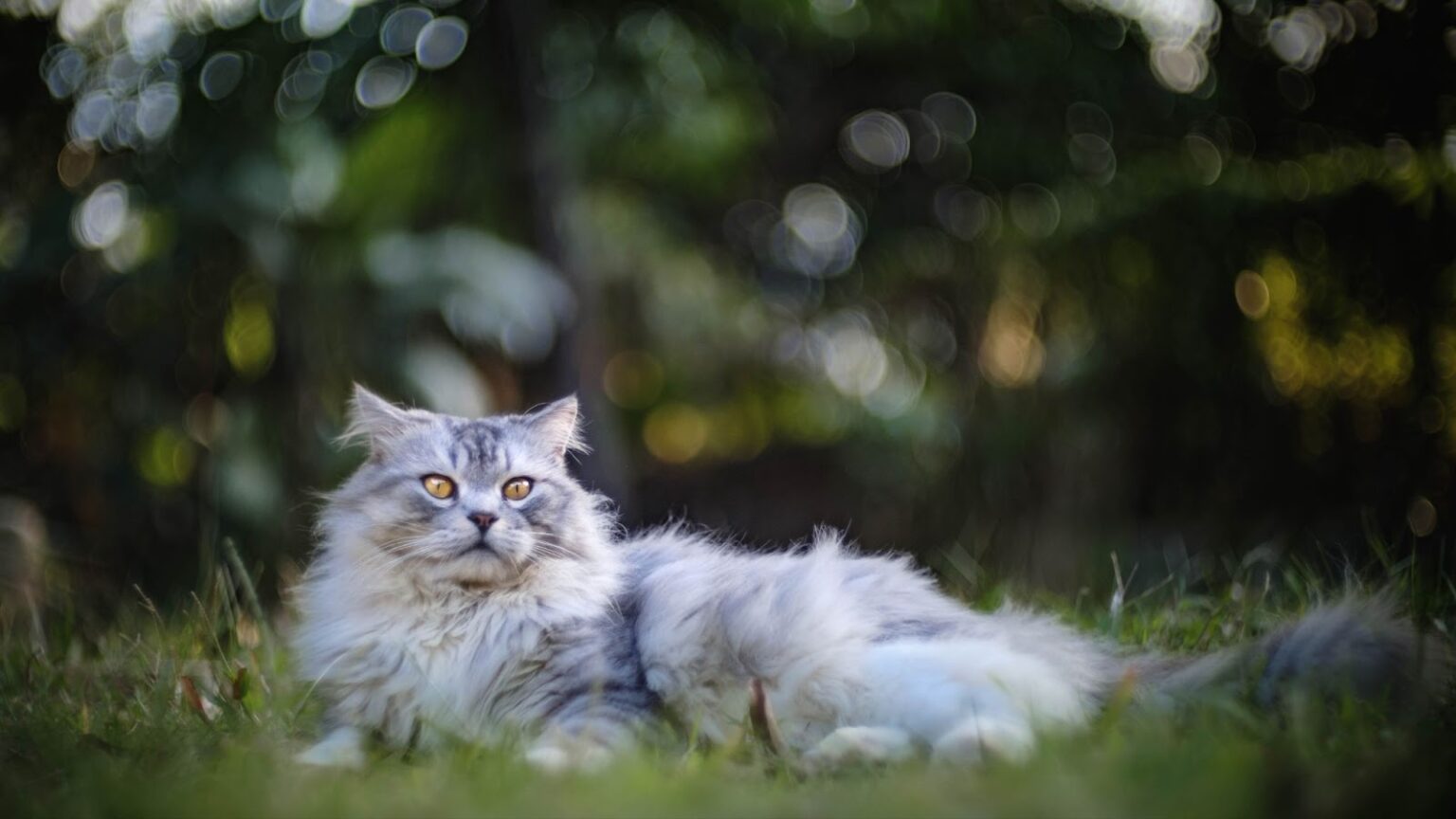 How to Create a Unique Bokeh Effect in Photography