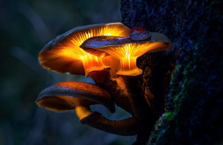 A Guide to Create Magical Fantasy Photography