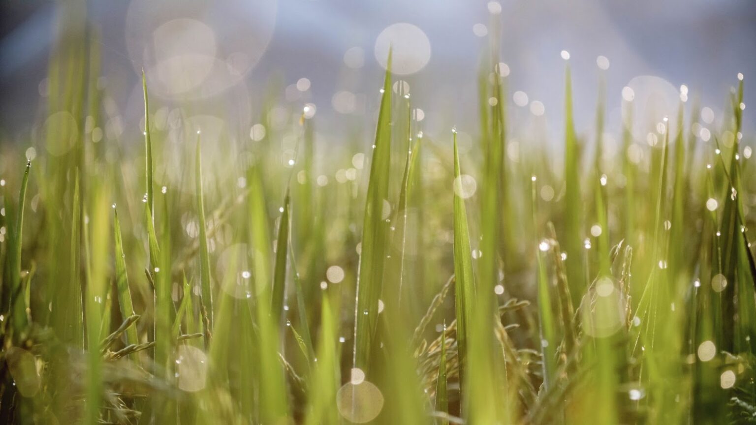 How to Create a Unique Bokeh Effect in Photography