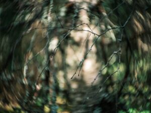 How to Create a Unique Bokeh Effect in Photography