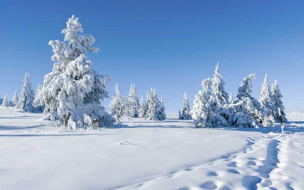 Snow Photography: 14 Tips for Taking Pictures in Snow