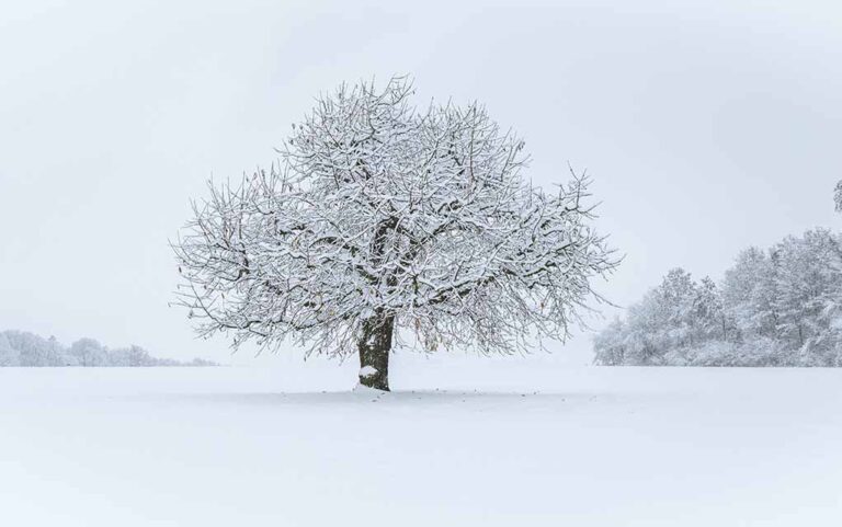 Snow Photography: 14 Tips for Taking Pictures in Snow