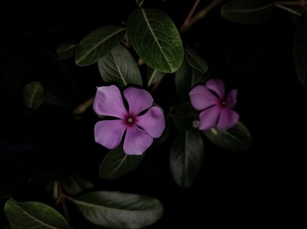 How and When to Use Manual Focus in Photography