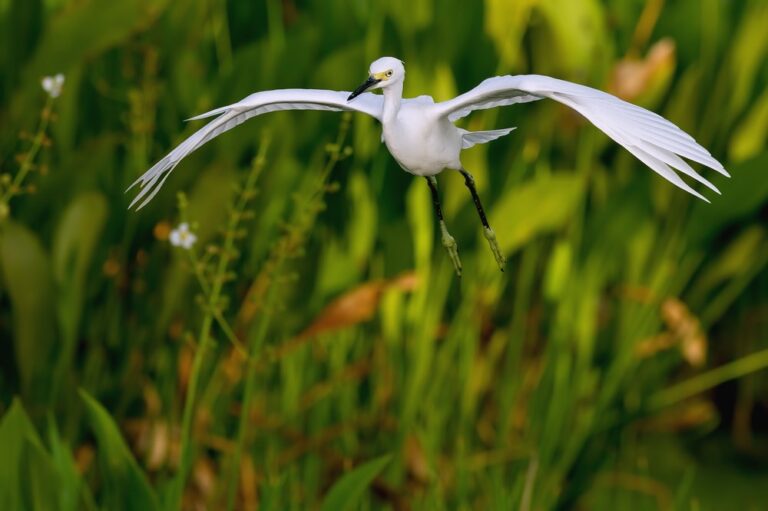 Flash Modes: A Guide for Beginners