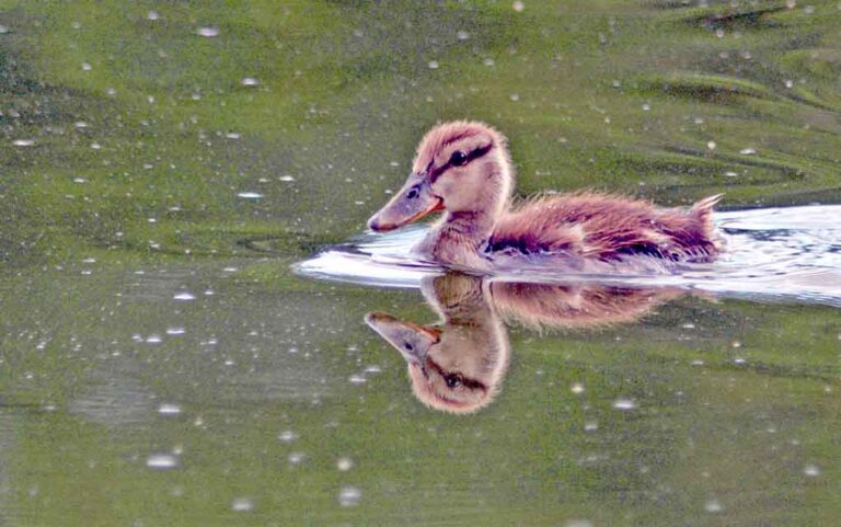 Lens Distortion: What You Need to Know