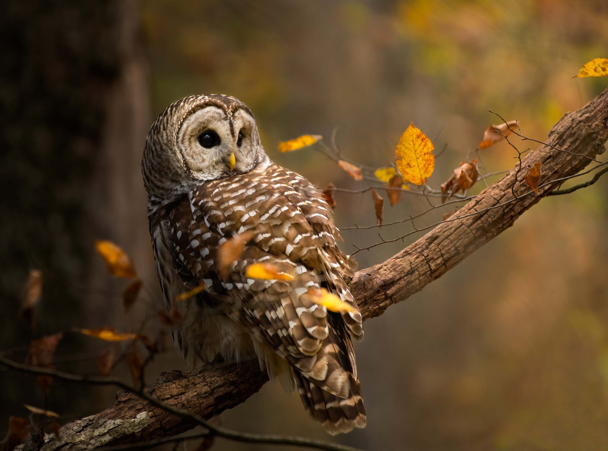 Lisa Connor - Capturing Wildlife Personalities, Macro Photography, and ...