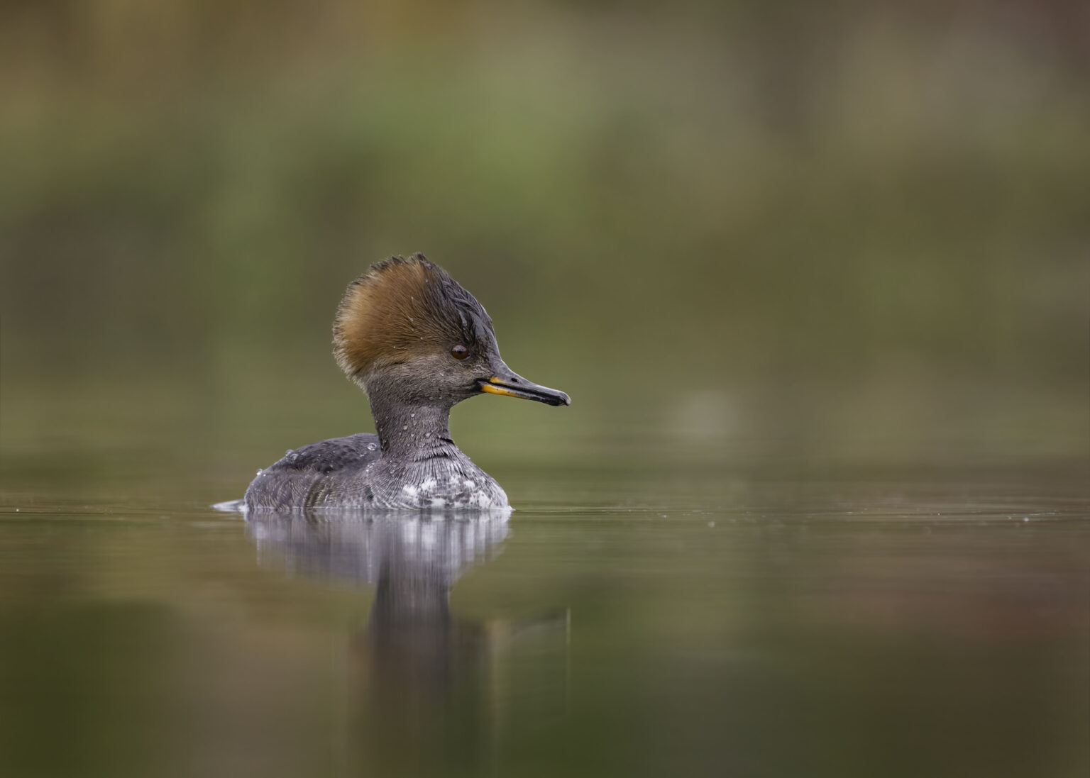 Lisa Connor - Capturing Wildlife Personalities, Macro Photography, and ...