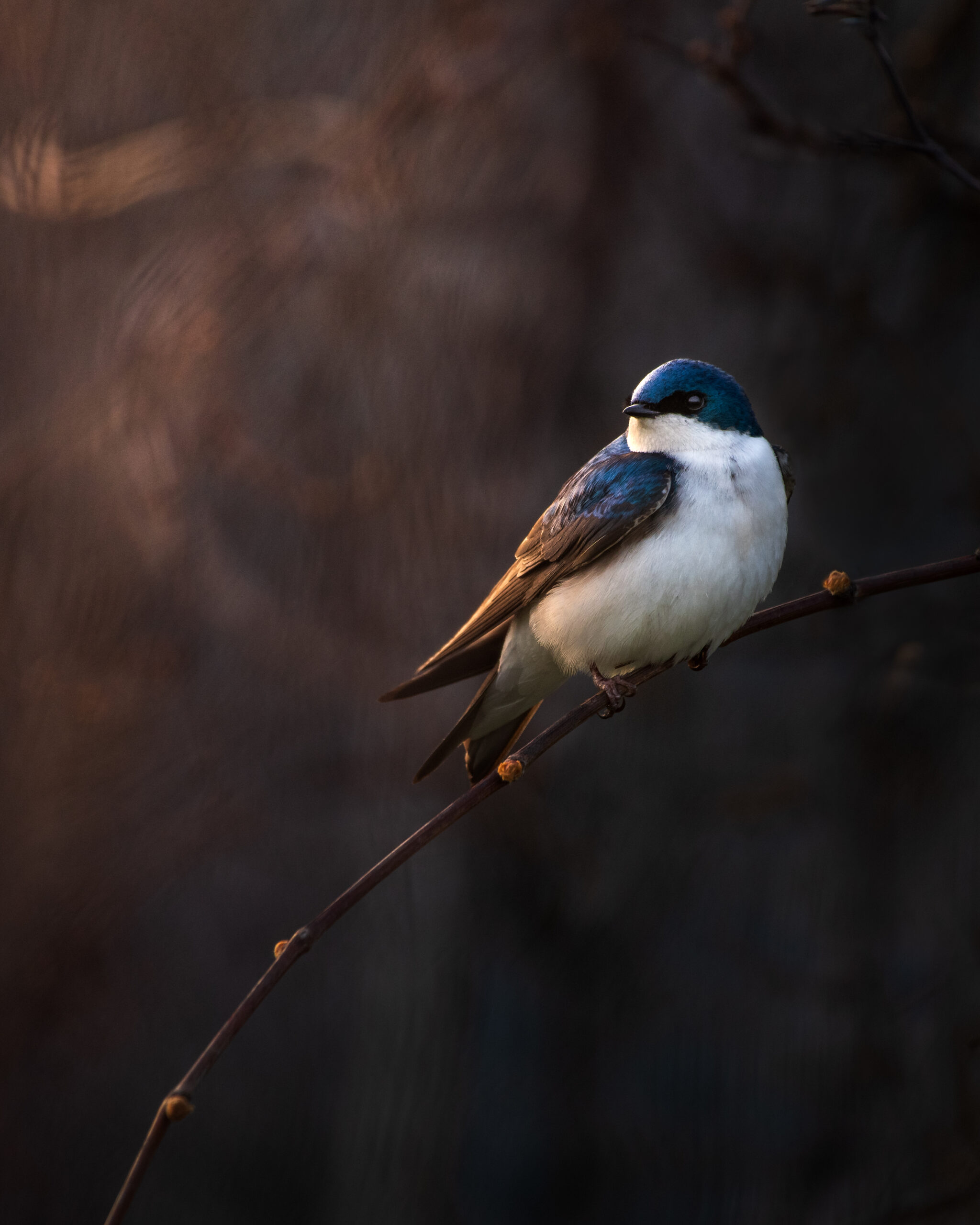Lisa Connor - Capturing Wildlife Personalities, Macro Photography, and Other Nature Adventures ...