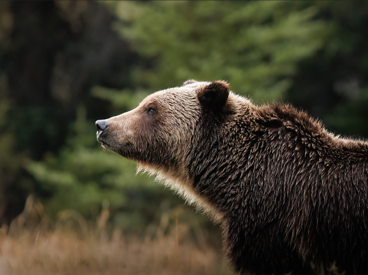 Cari Siebrits - Urban Wildlife Photography, Ethical Practices, and ...