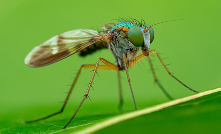 Lighting for Macro Photography: A Quick Guide