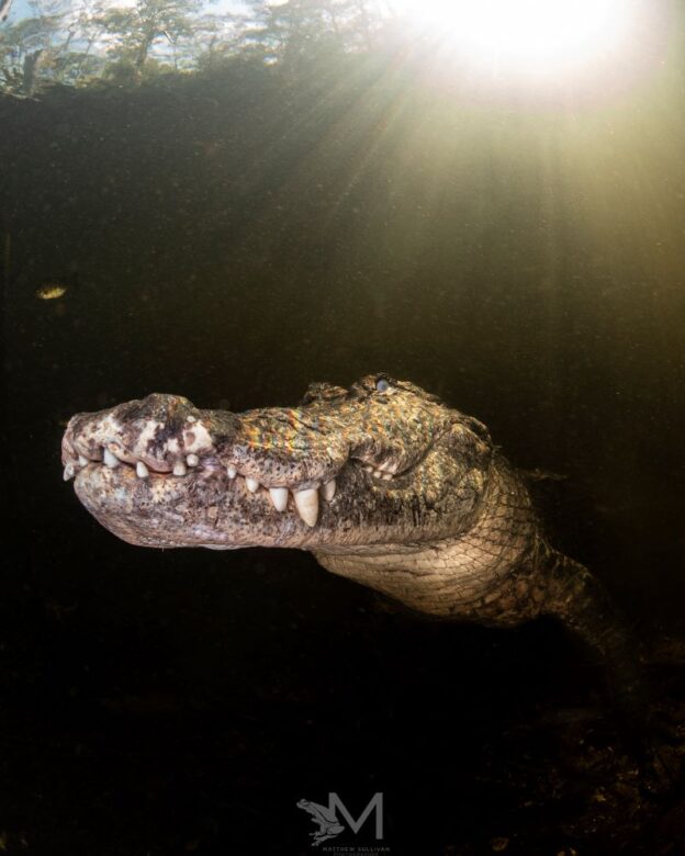 Matthew Sullivan - Diving into Wildlife Photography, Swimming with ...