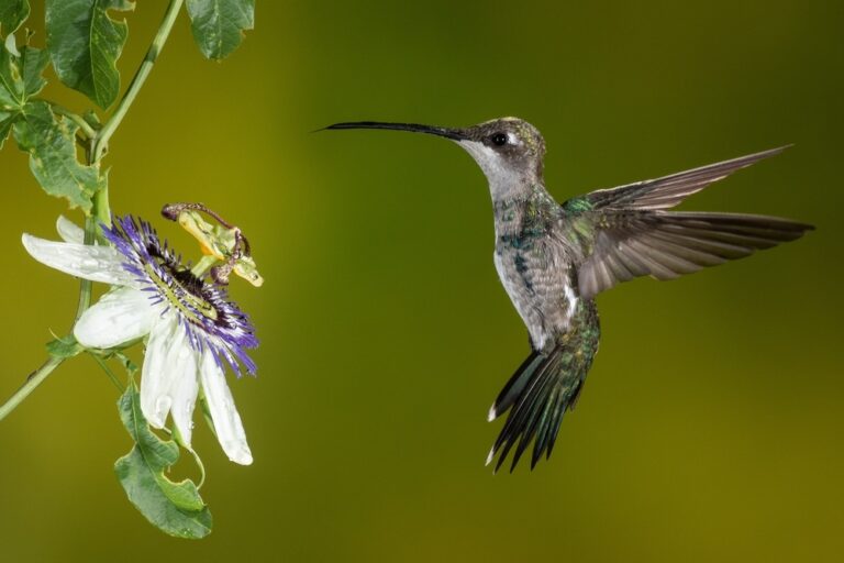 The Human Eye vs. Camera: A Detailed Comparison