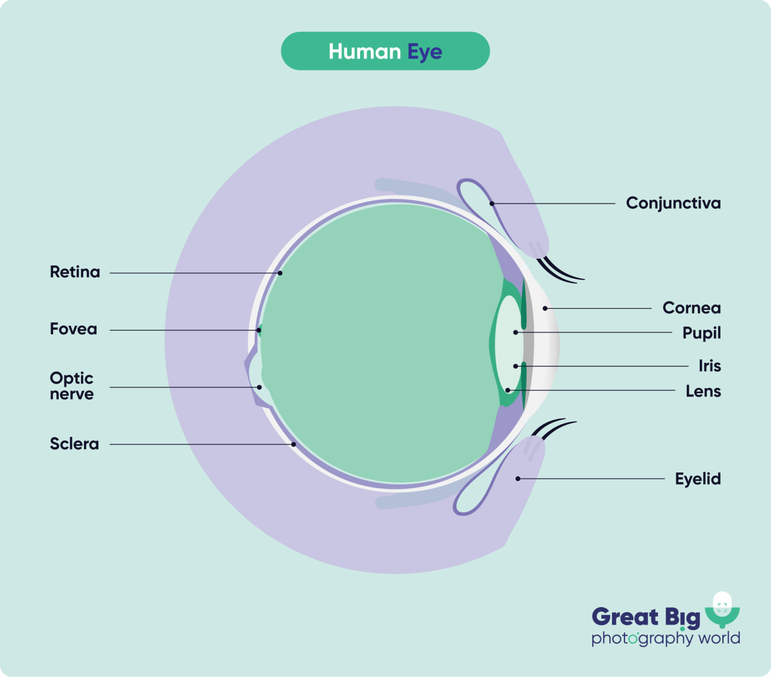 The Human Eye vs. Camera: A Detailed Comparison