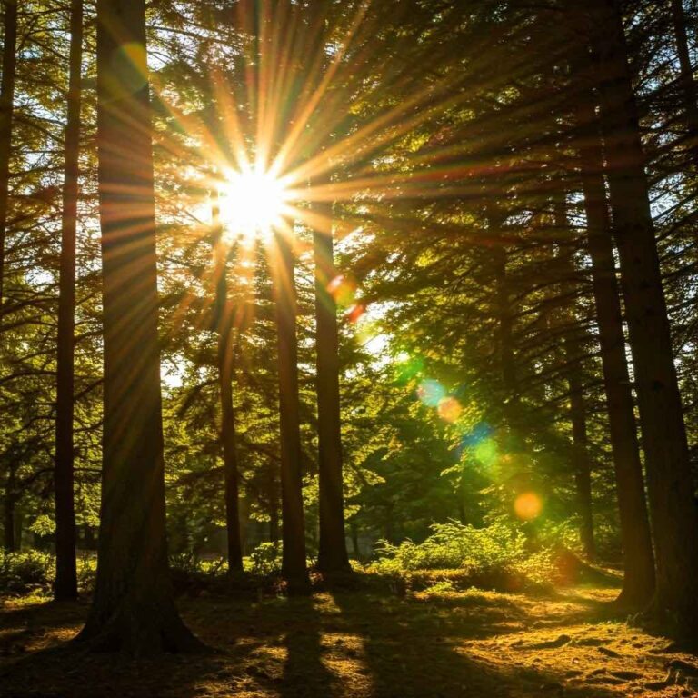 Understanding Lens Flare in Photography