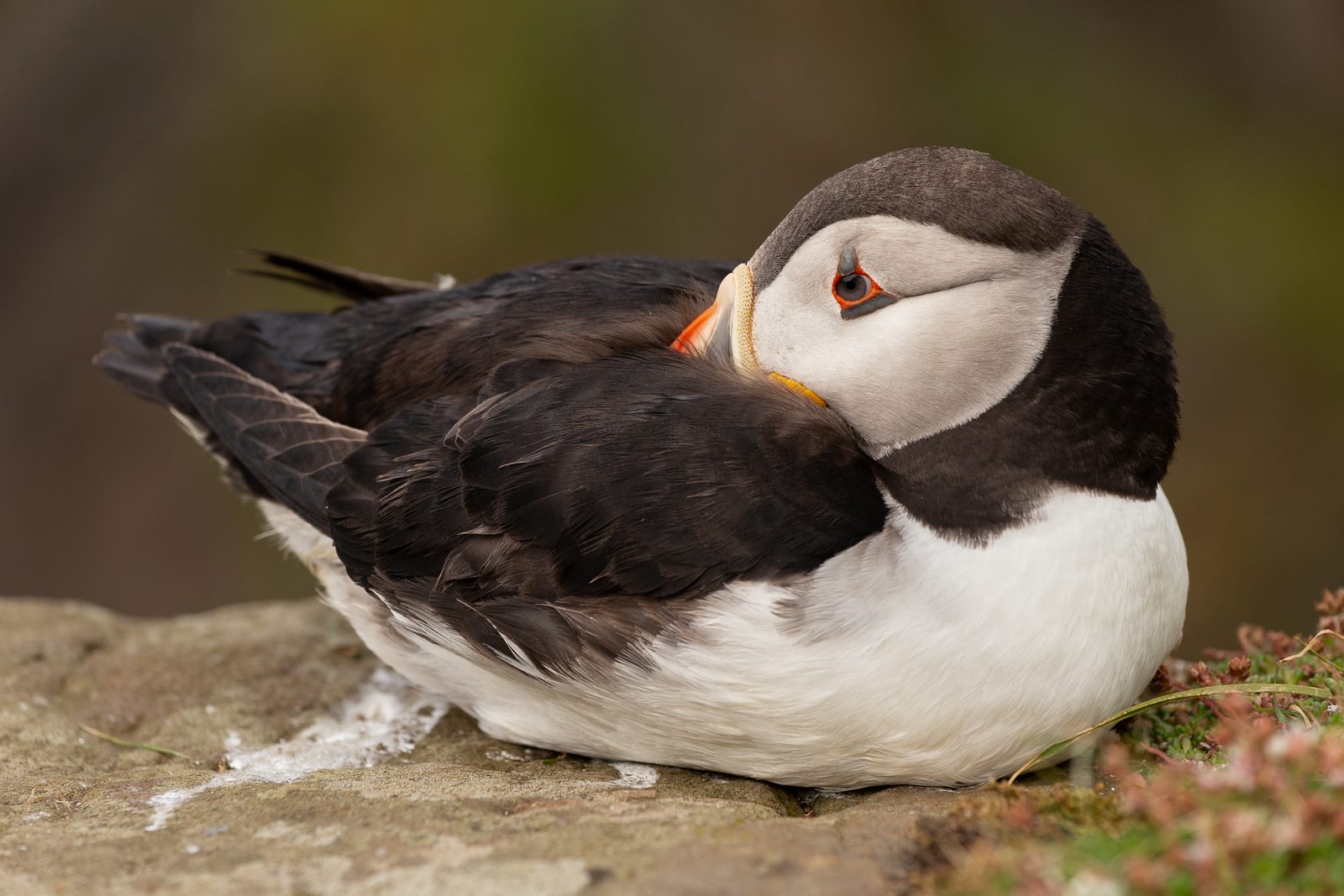 Fiona McLean – Exploring Nature Through Photography, Guiding, and ...