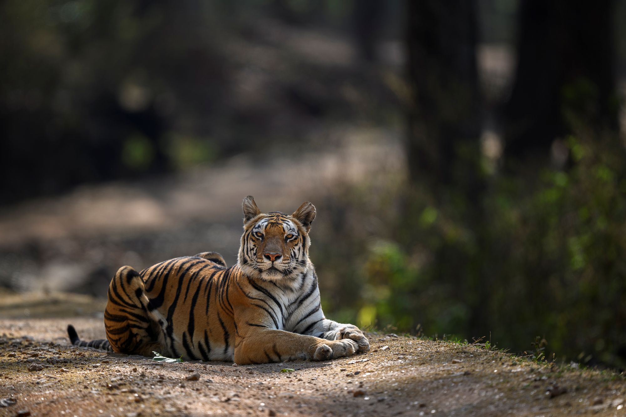 Ratish Nair – In the Company of Kings: Documenting the Spirit of Nature ...