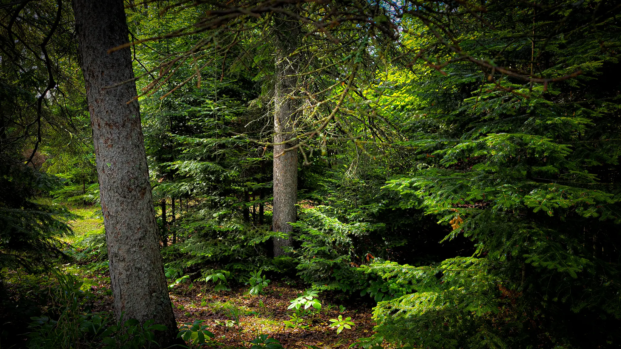 Understanding Natural Light in Landscape Photography
